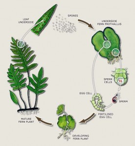Plant Germination and Reproduction Activity Sheet - Free Science ...